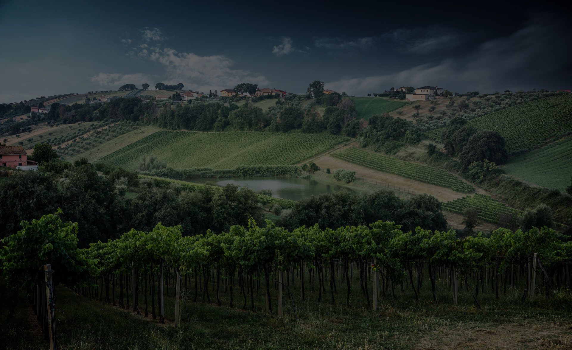 Montori - Vini Camillo Montori - Controguerra - Abruzzo - Montepulciano ...