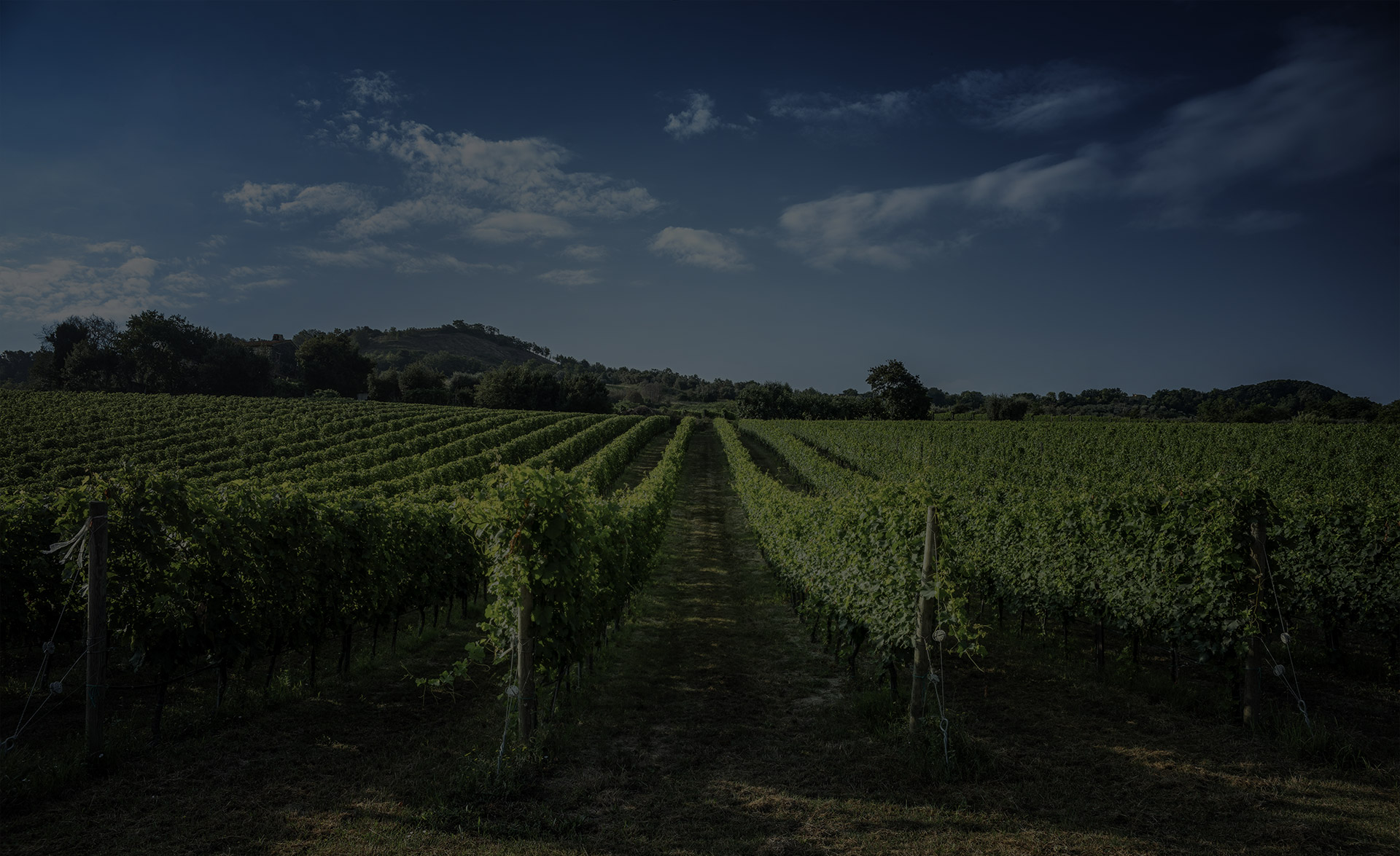 Montori - Vini Camillo Montori - Controguerra - Abruzzo - Montepulciano ...