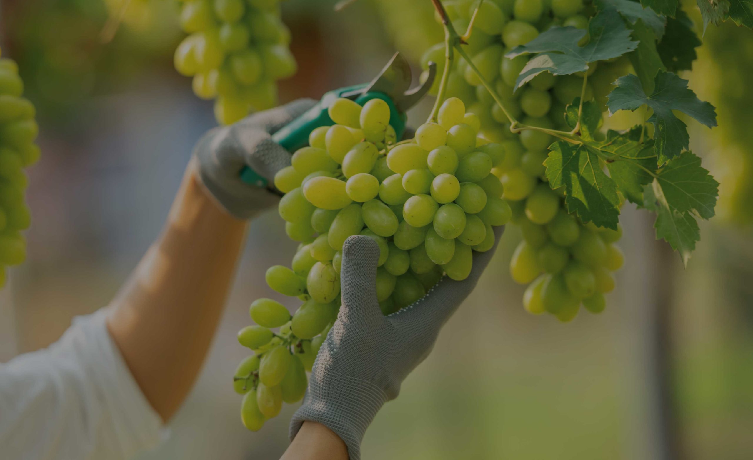 Montori - Vini Camillo Montori - Controguerra - Abruzzo - Montepulciano ...